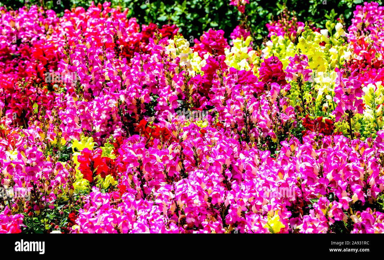 Flowers from inside cathedral hi-res stock photography and images - Alamy