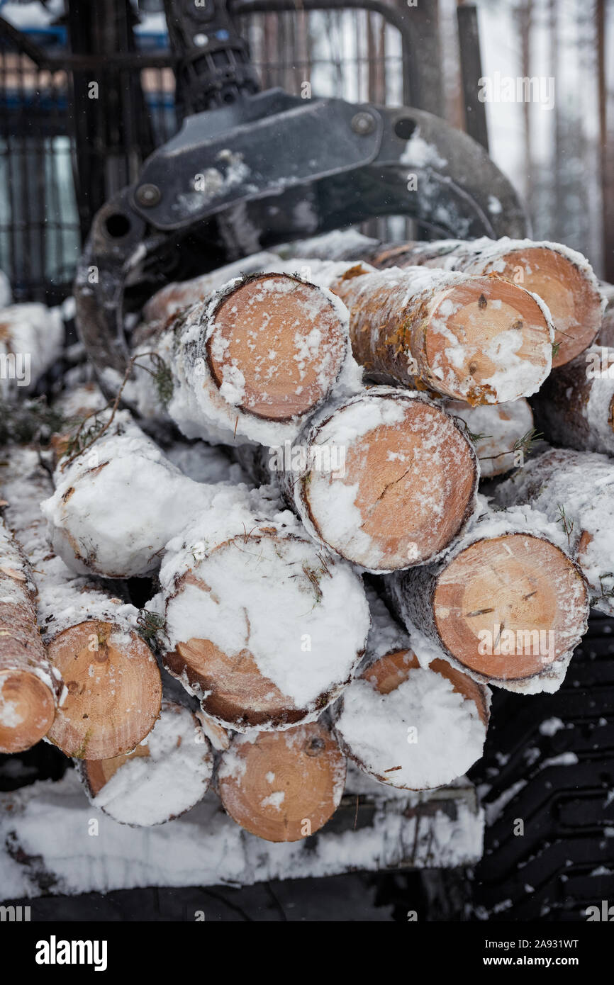 Conifer logs hi-res stock photography and images - Alamy