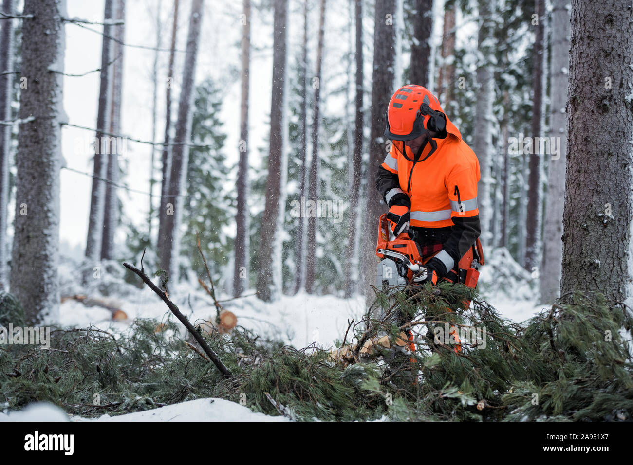 Lumberjack at work Stock Photo - Alamy