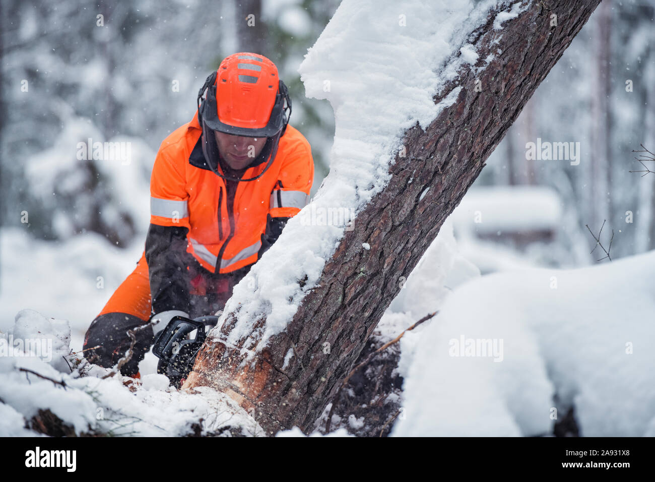 Lumberjack at work Stock Photo - Alamy
