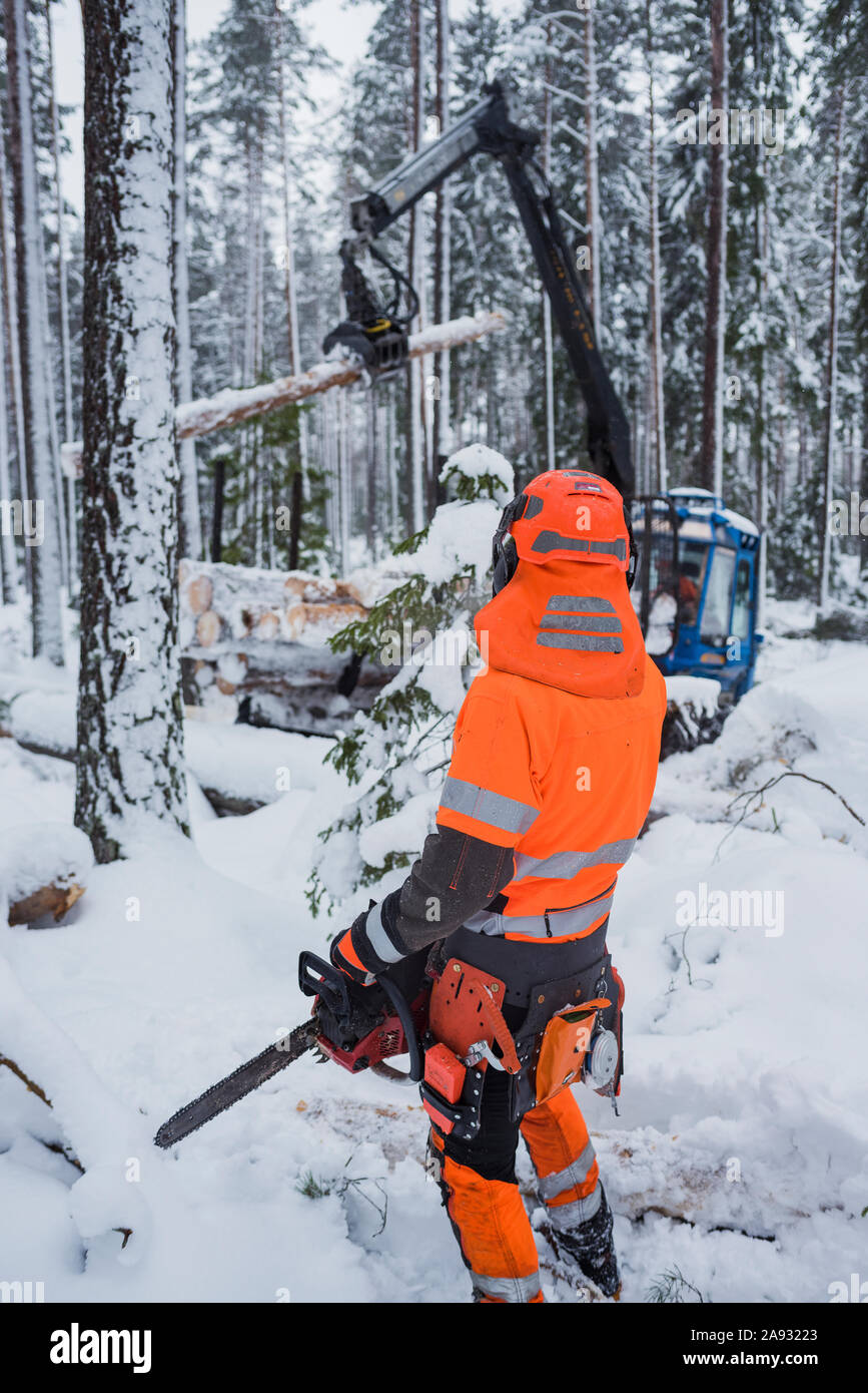 Lumberjack at work Stock Photo - Alamy