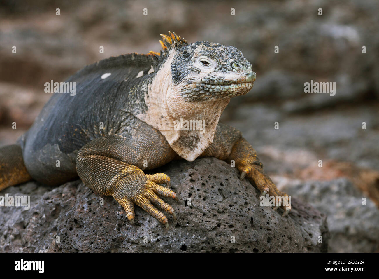 Lizard in focus hi-res stock photography and images - Alamy