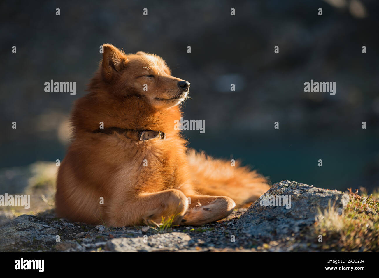 Dog in the environment hi-res stock photography and images - Alamy
