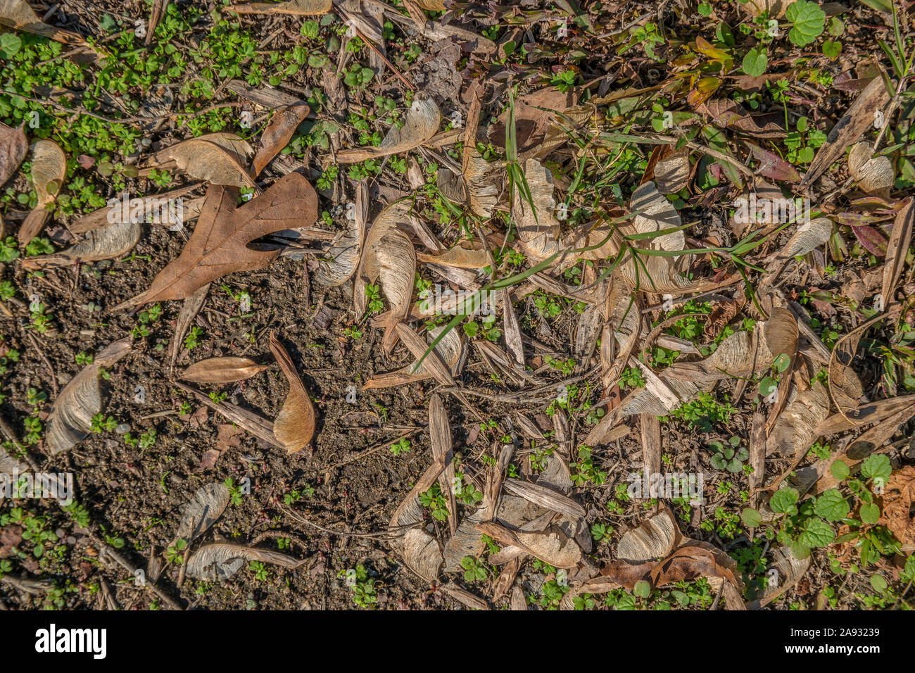 Laying grass seed hi-res stock photography and images - Alamy