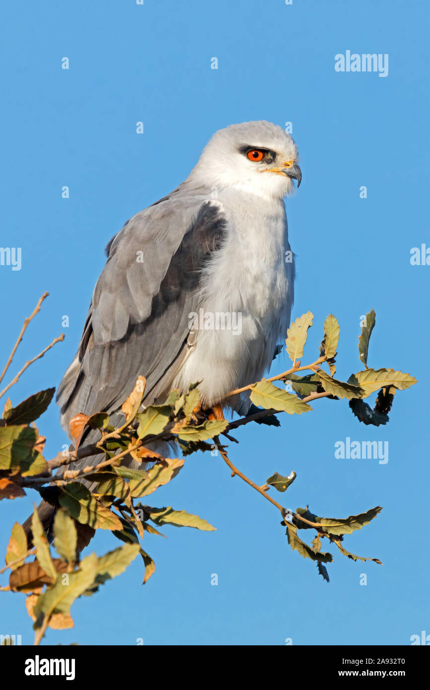 Gleitaar, Elanus caeruleus, Élanion blanc, Elanio Común Stock Photo - Alamy