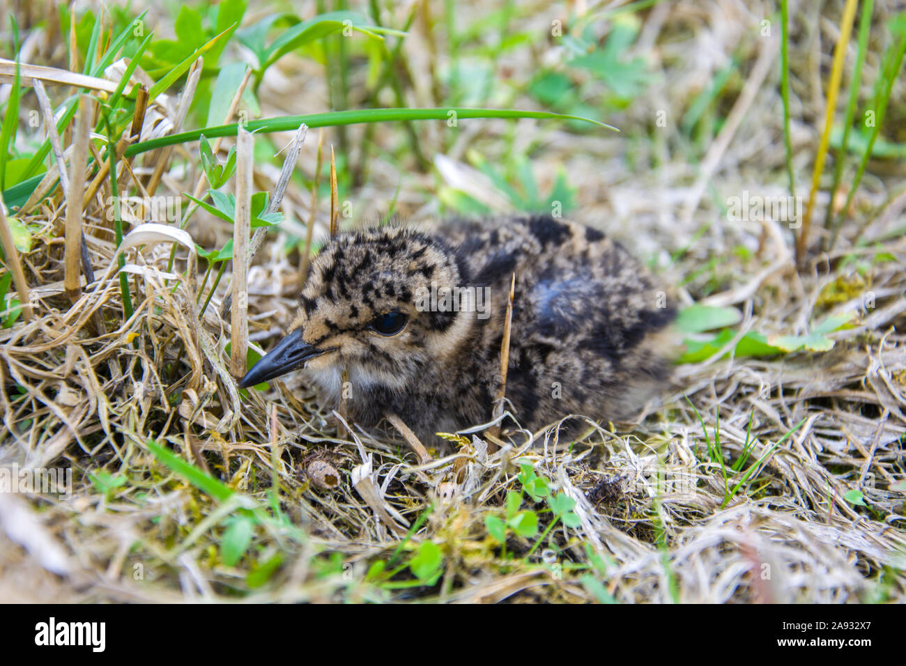 One chick in grass hi-res stock photography and images - Alamy