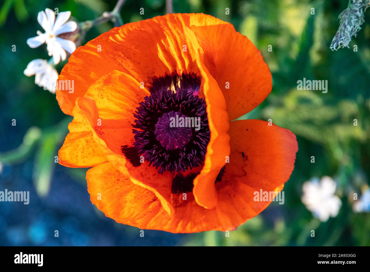 Red weed, poppy seed at dawn Stock Photo - Alamy