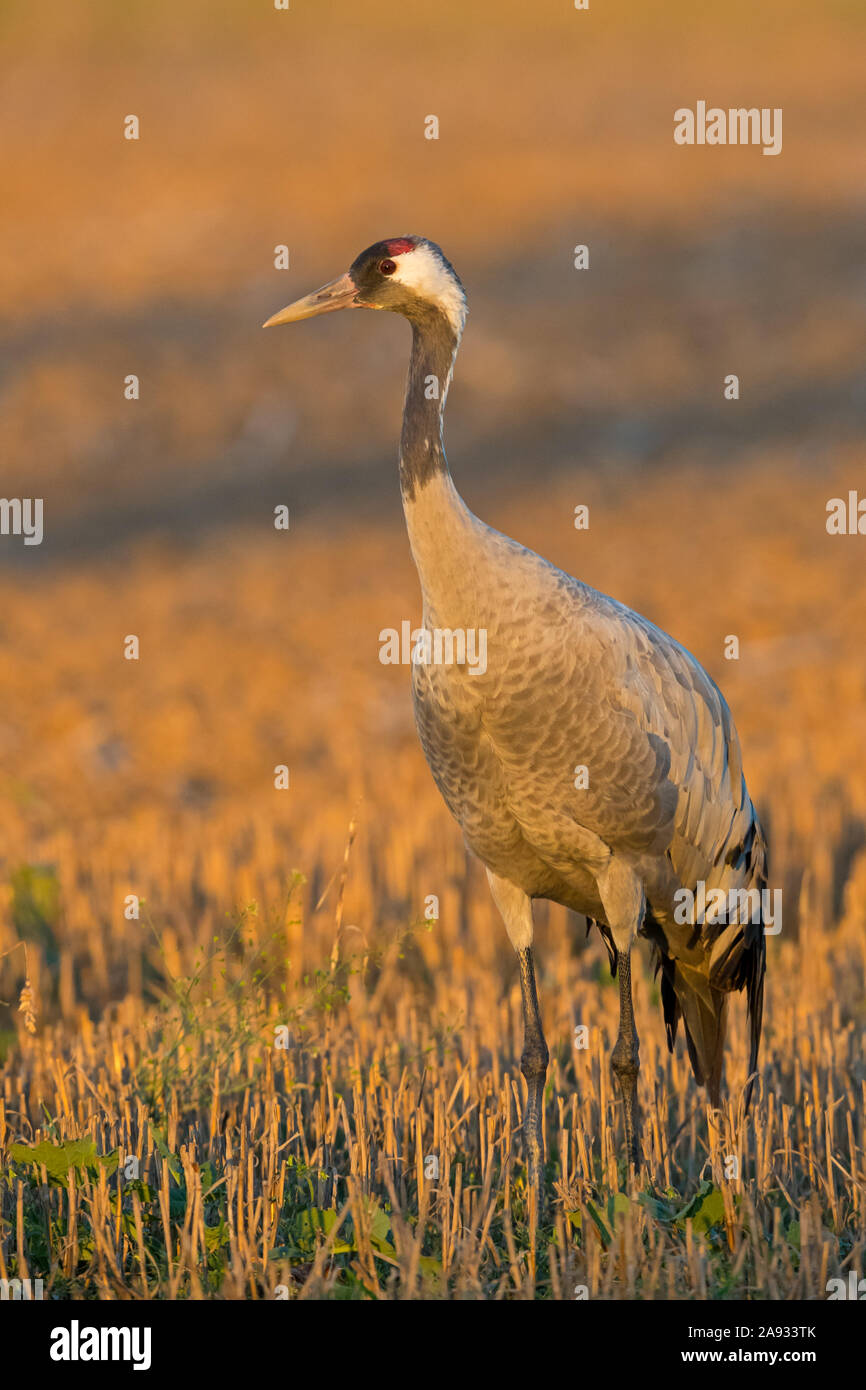 Kranich paar hi-res stock photography and images - Alamy