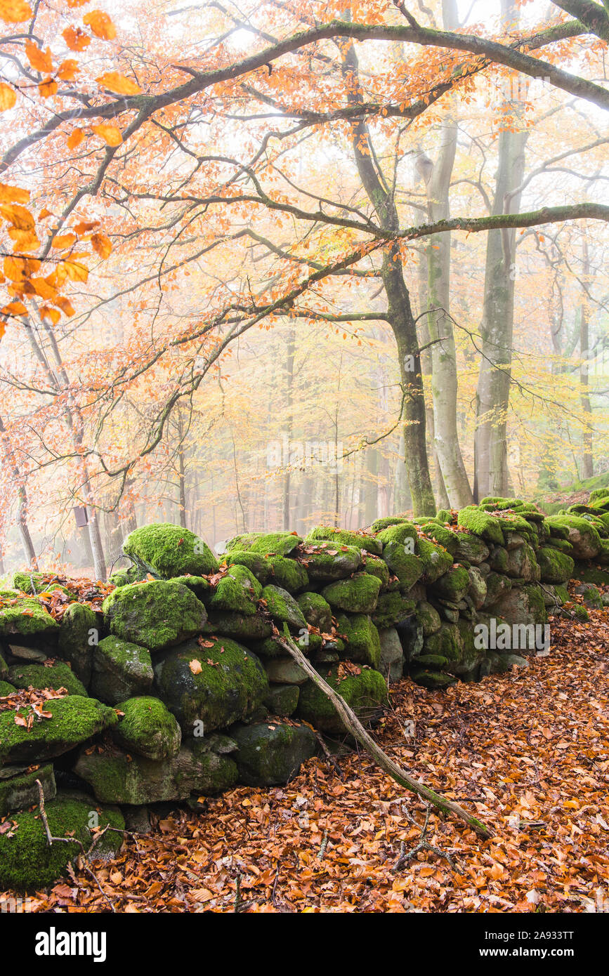 Leaves wall day hi-res stock photography and images - Alamy