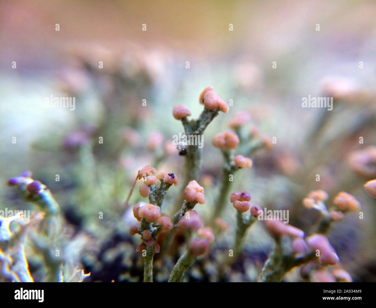 Lichen close-up background with beautiful macro plant leaves Stock ...