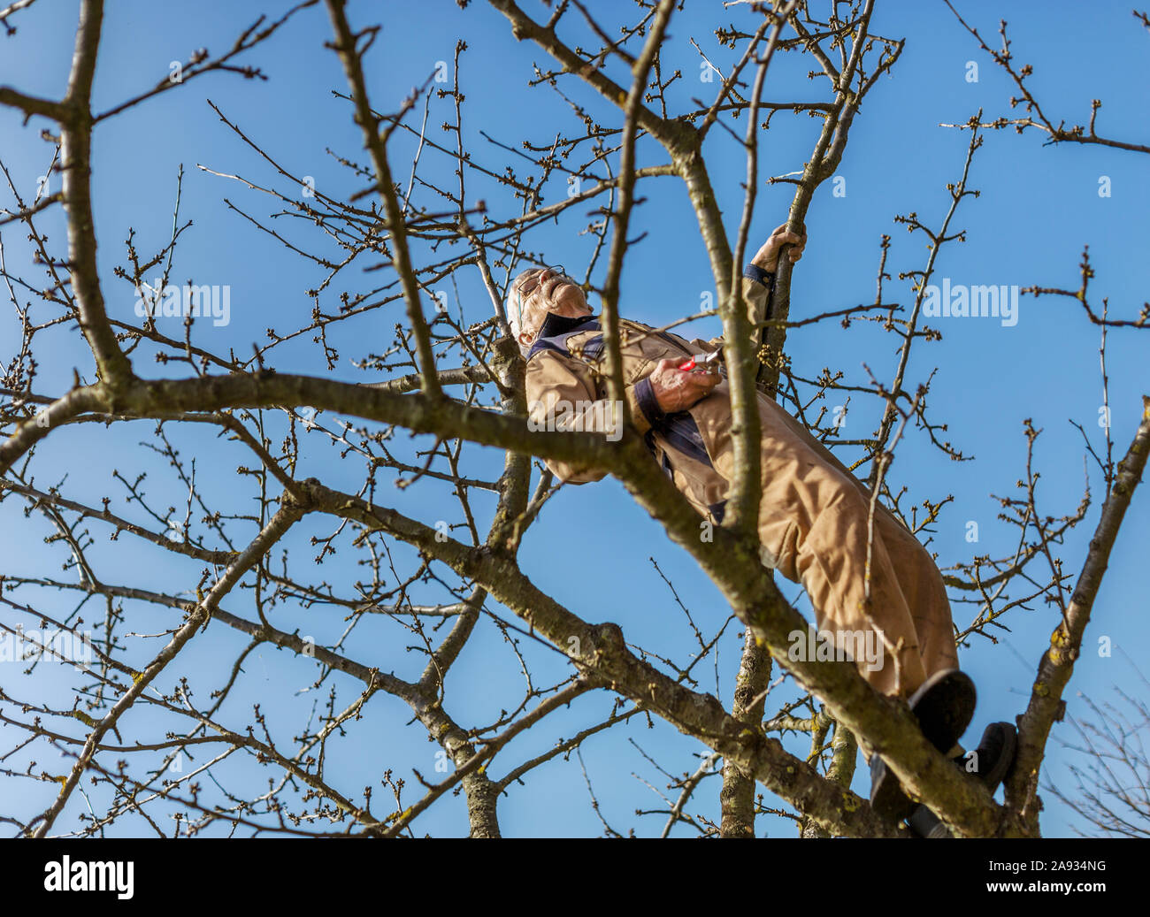 Climbing tree fruit hi-res stock photography and images - Alamy