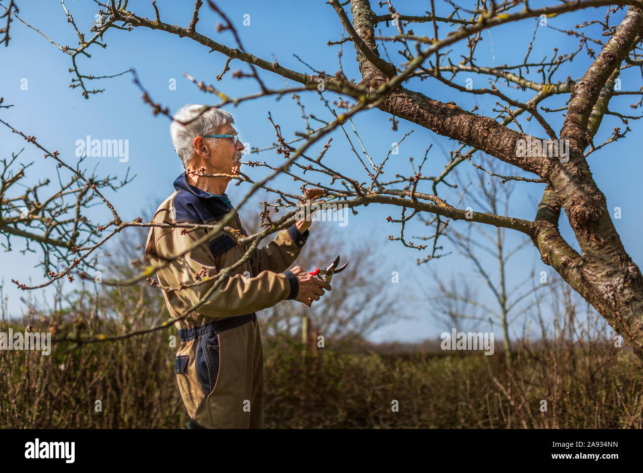 Man pruning tree Stock Photo - Alamy