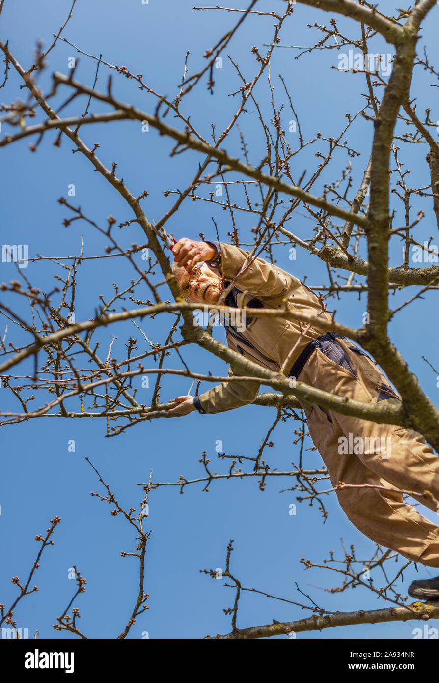 Man pruning tree Stock Photo - Alamy