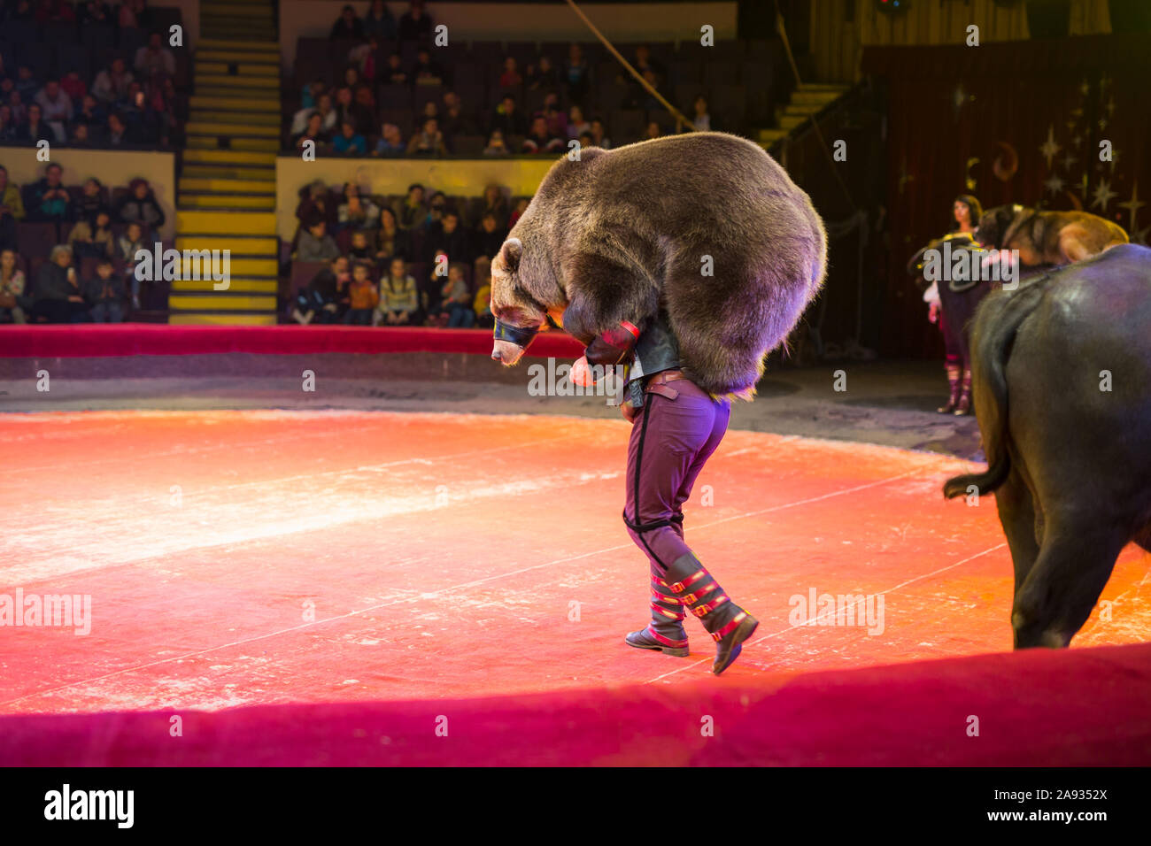 performance of brown bears buffalo in the circus arena Stock Photo - Alamy