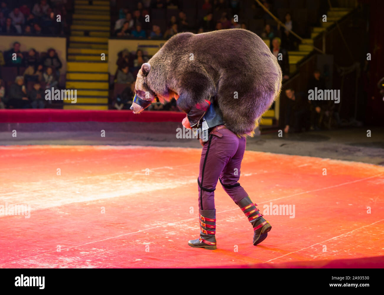 performance of brown bears buffalo in the circus arena Stock Photo - Alamy