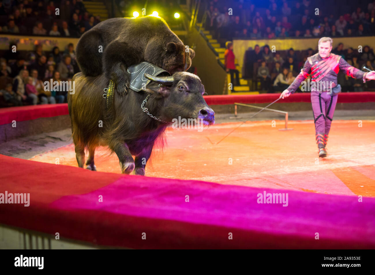 performance of brown bears buffalo in the circus arena Stock Photo - Alamy