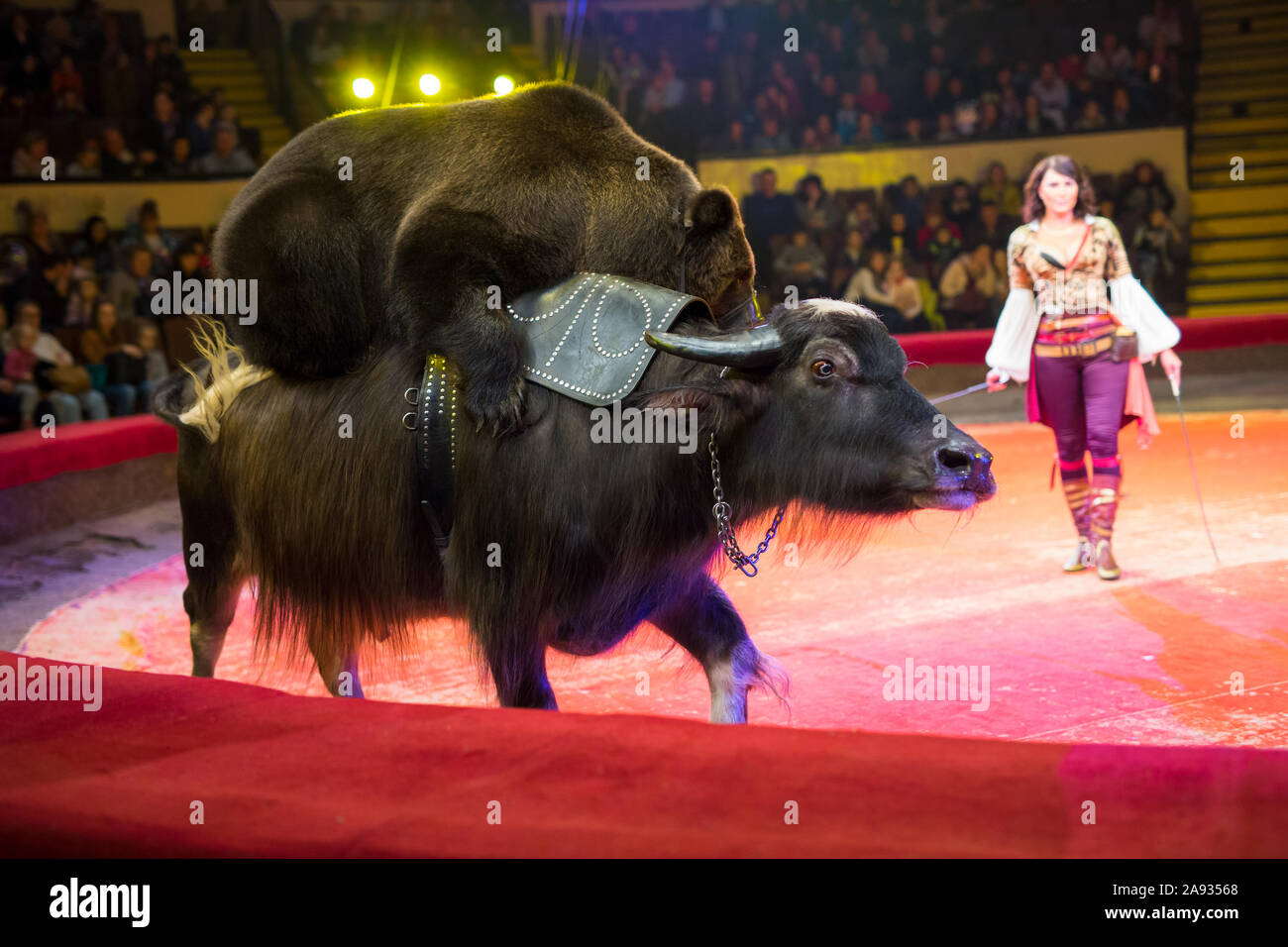 performance of brown bears buffalo in the circus arena Stock Photo - Alamy
