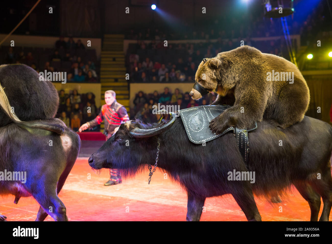 performance of brown bears buffalo in the circus arena Stock Photo - Alamy