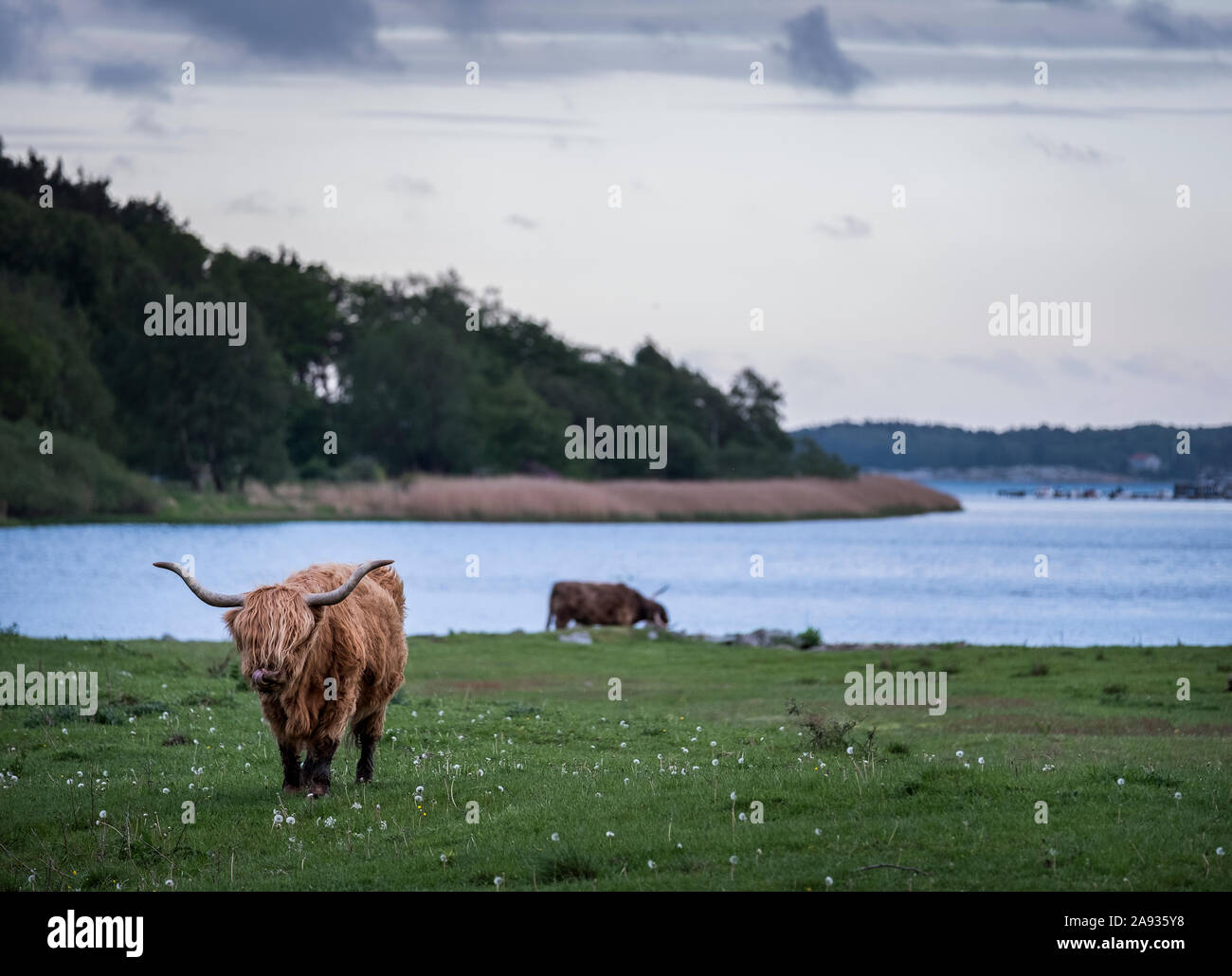 Nut cow hi-res stock photography and images - Alamy