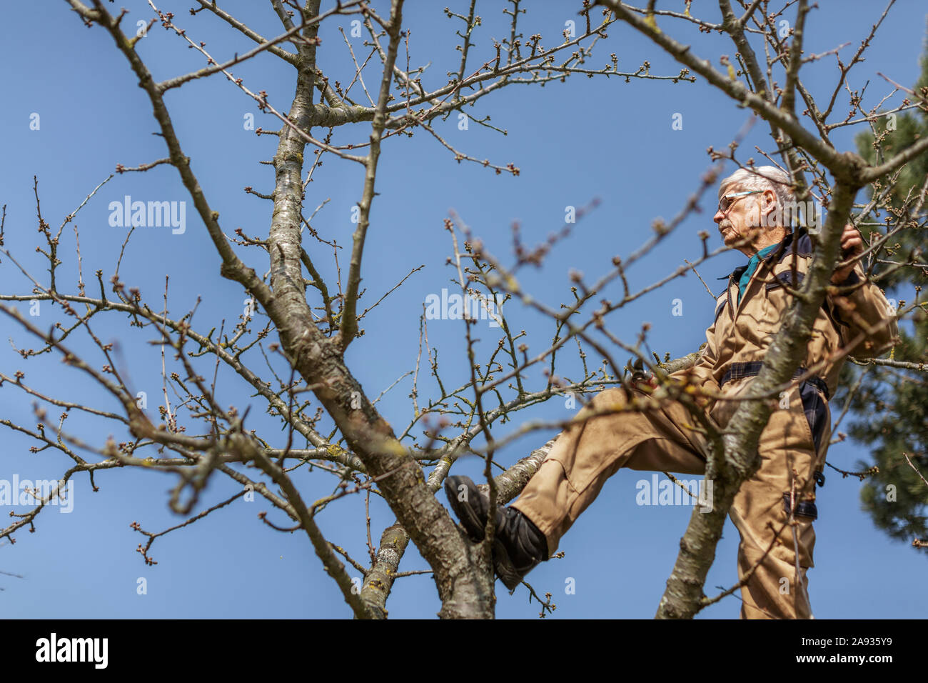 Man pruning tree Stock Photo - Alamy