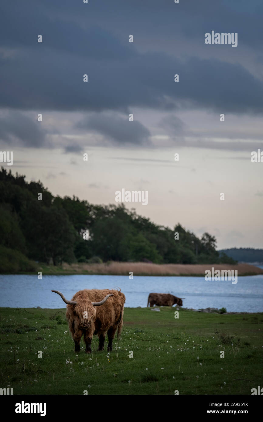 Nut Cow High Resolution Stock Photography and Images - Alamy