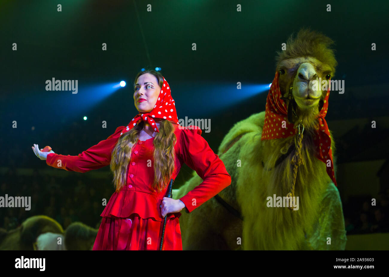 performance of trained camels in the circus arena Stock Photo - Alamy