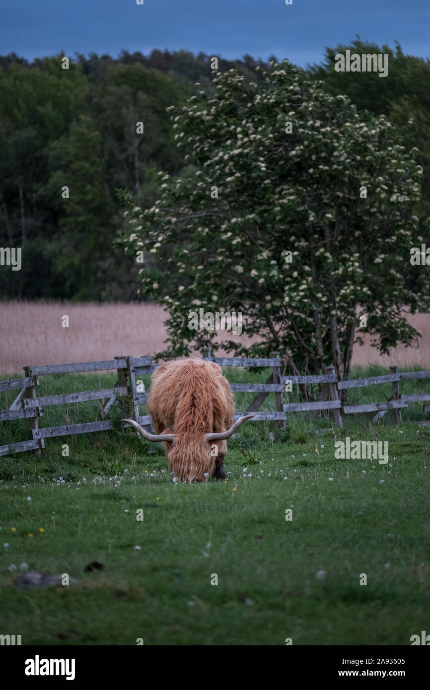 Color image highland cow hi-res stock photography and images - Alamy