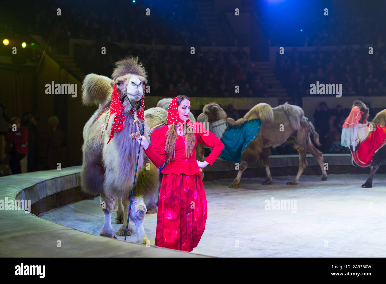performance of trained camels in the circus arena Stock Photo - Alamy