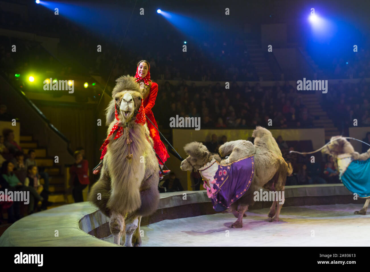 performance of trained camels in the circus arena Stock Photo - Alamy