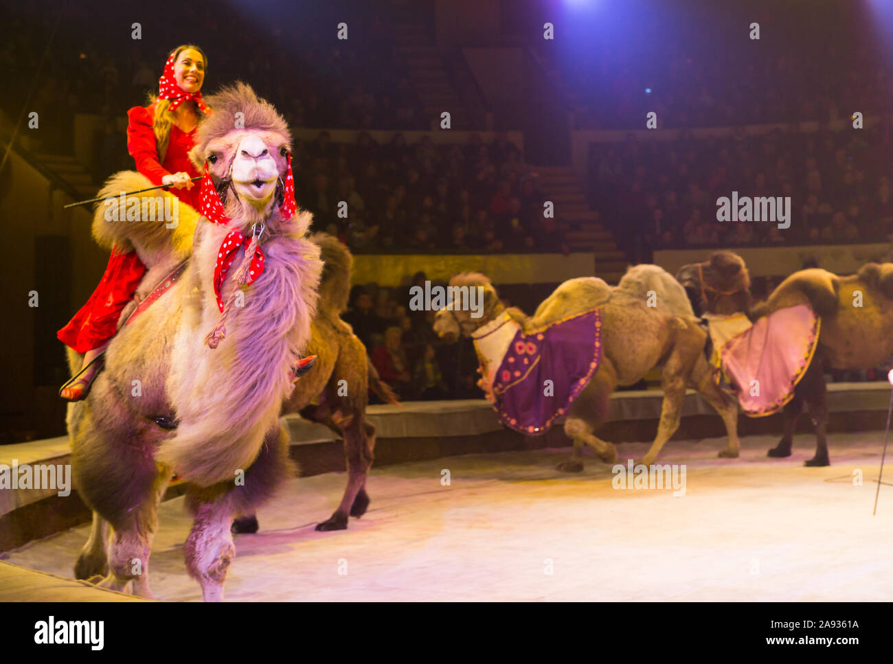 performance of trained camels in the circus arena Stock Photo - Alamy