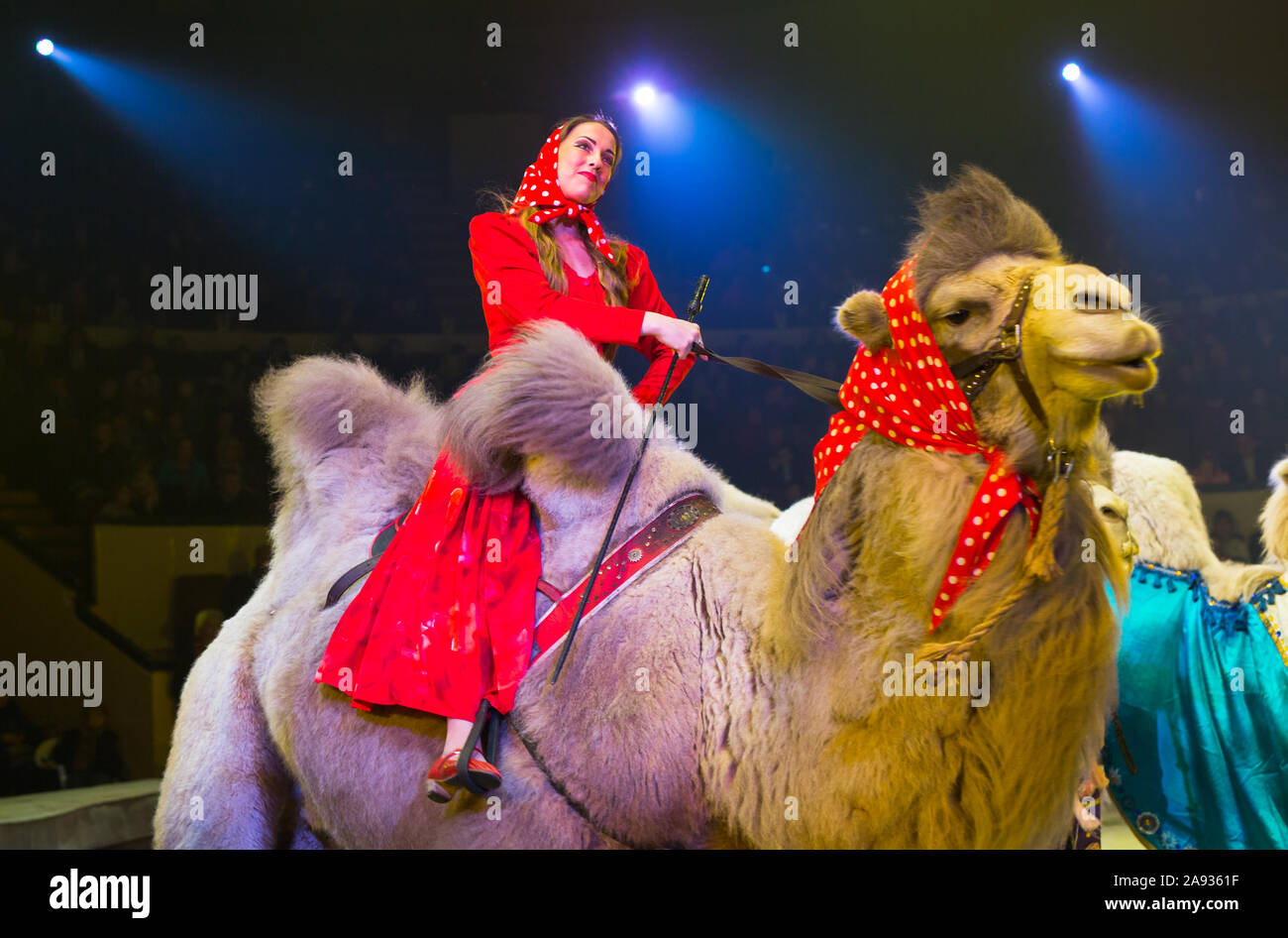 performance of trained camels in the circus arena Stock Photo - Alamy