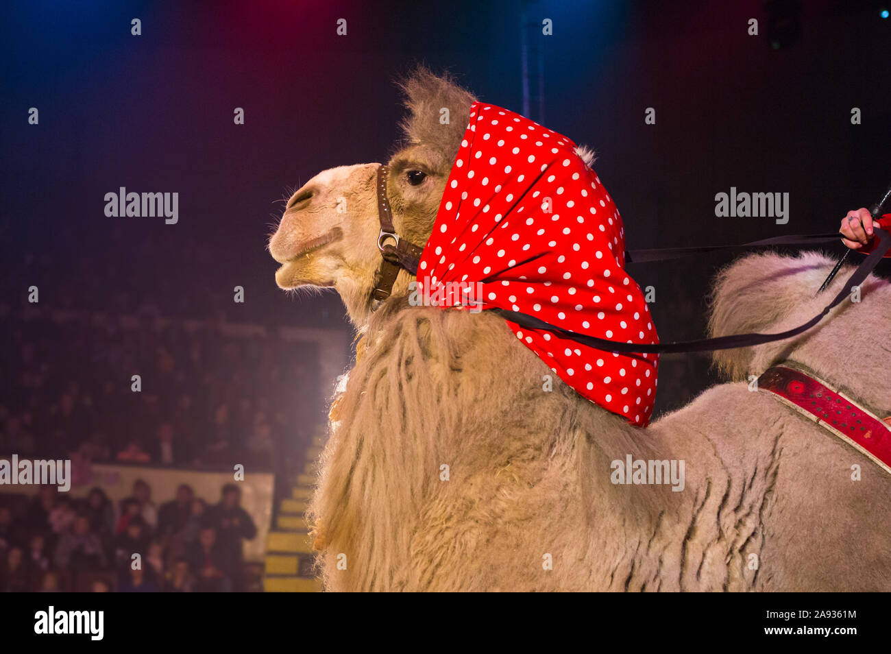 Camel girl circus hi-res stock photography and images - Alamy