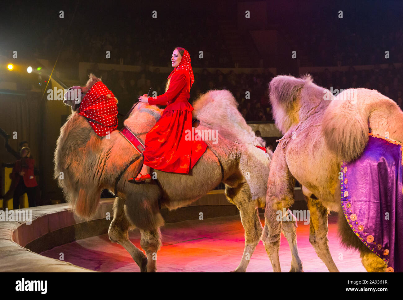 performance of trained camels in the circus arena Stock Photo - Alamy