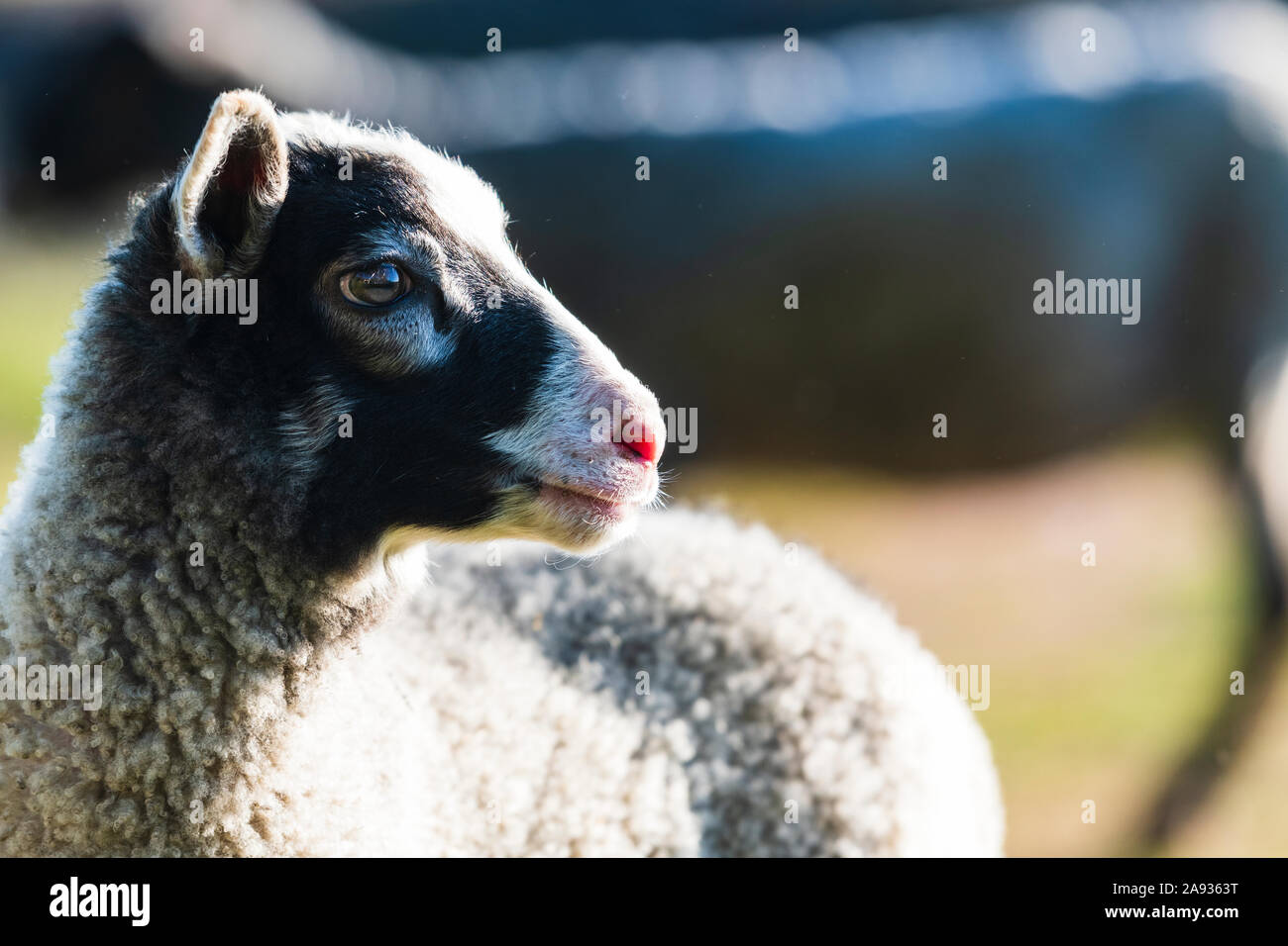 Lamb image hi-res stock photography and images - Alamy