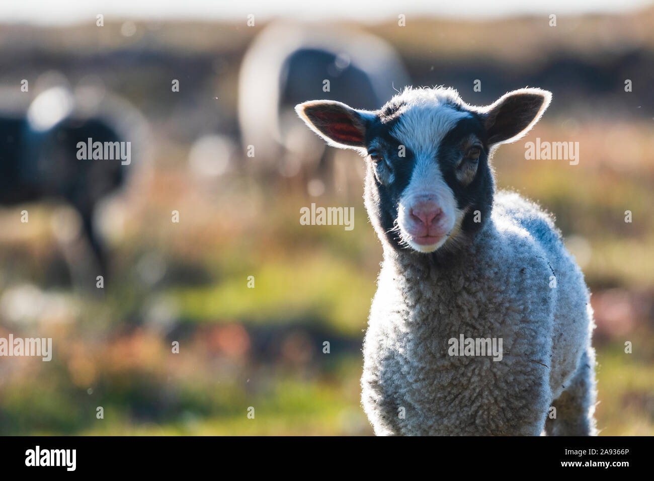 Lamb front hi-res stock photography and images - Alamy