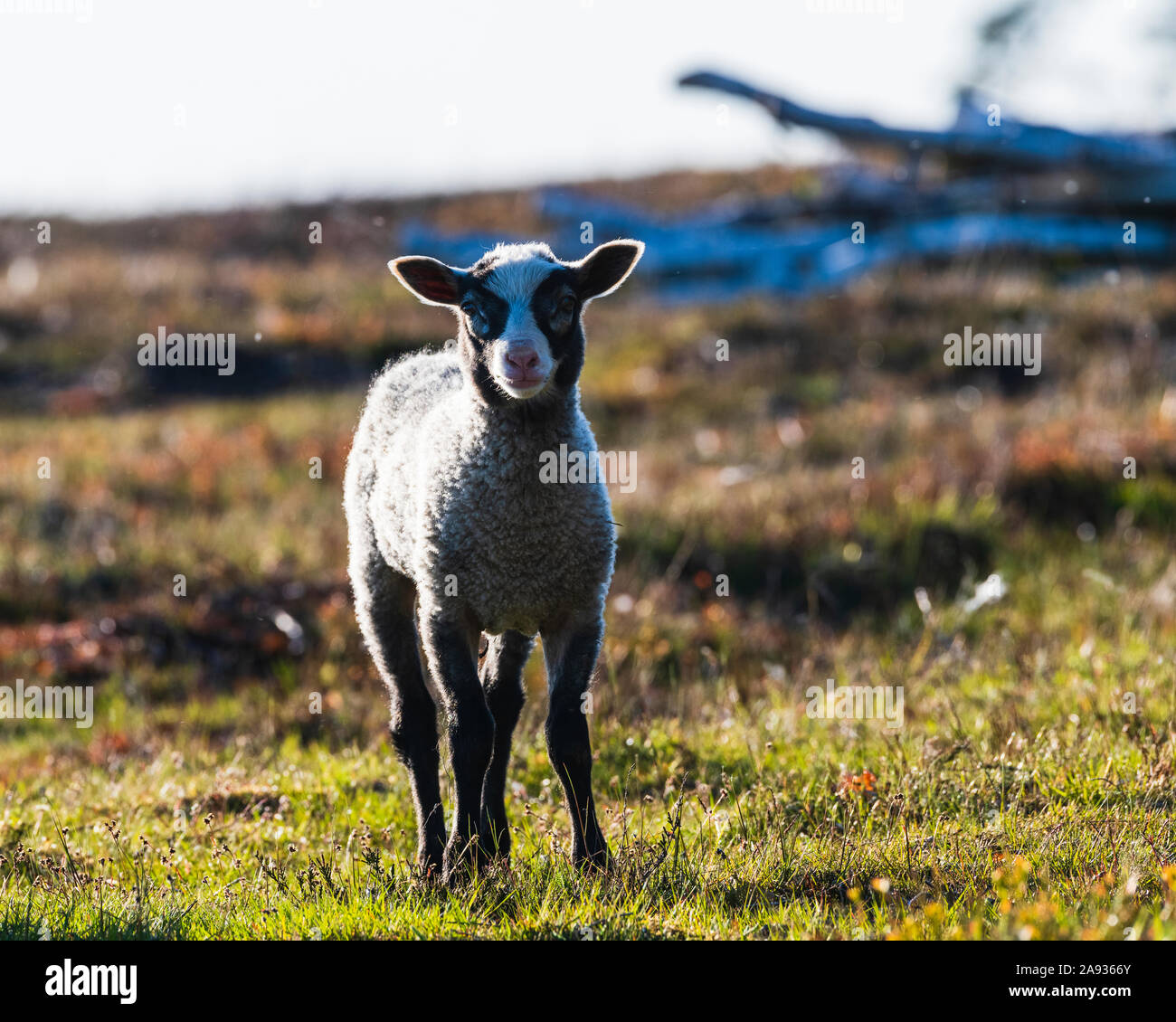 Image of one lamb hi-res stock photography and images - Alamy