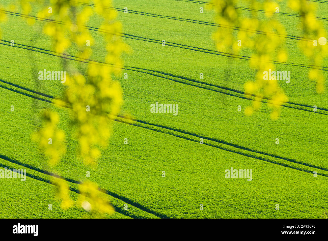 Full green color hi-res stock photography and images - Alamy