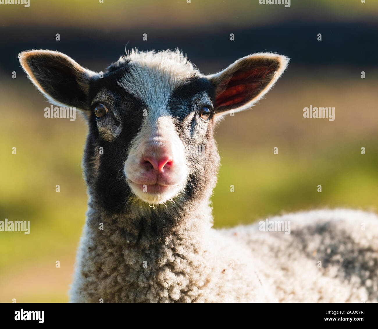 Image of one lamb hi-res stock photography and images - Alamy