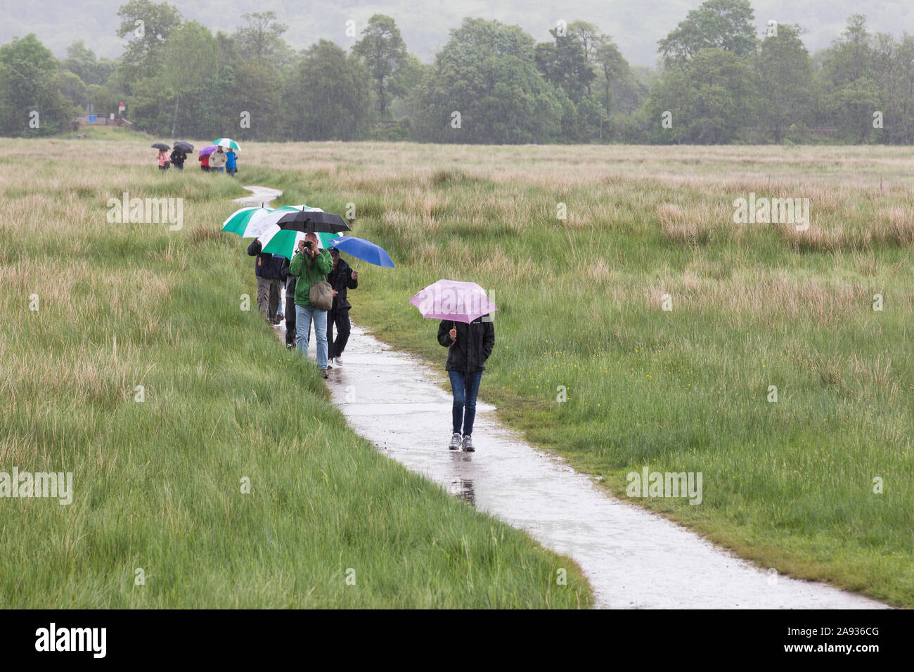 Tourists walking on path in heavy rain with umbrellas Stock Photo - Alamy