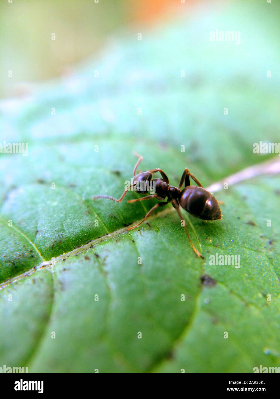 Ant sitting on the zoomed green leaf with blurred edges Stock Photo - Alamy