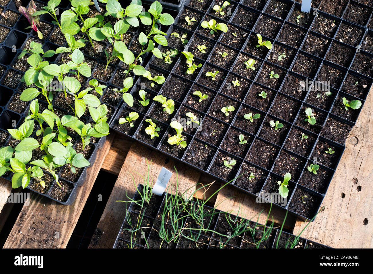 Seedlings in pots hi-res stock photography and images - Alamy