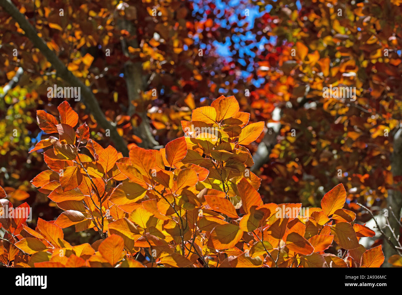 Blood beech, fagus sylvatica, in spring Stock Photo - Alamy