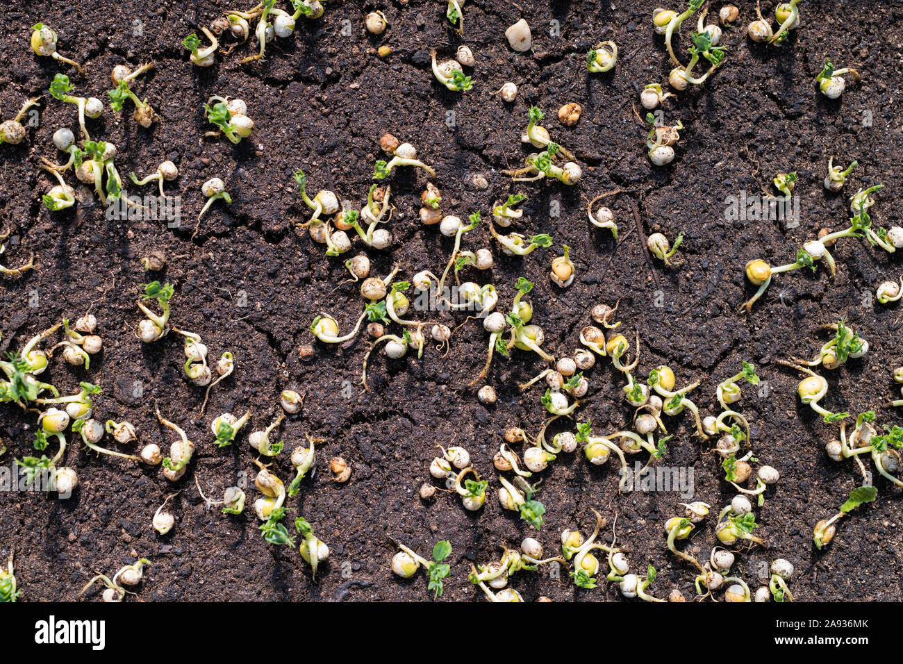 Numerous seeds hi-res stock photography and images - Alamy
