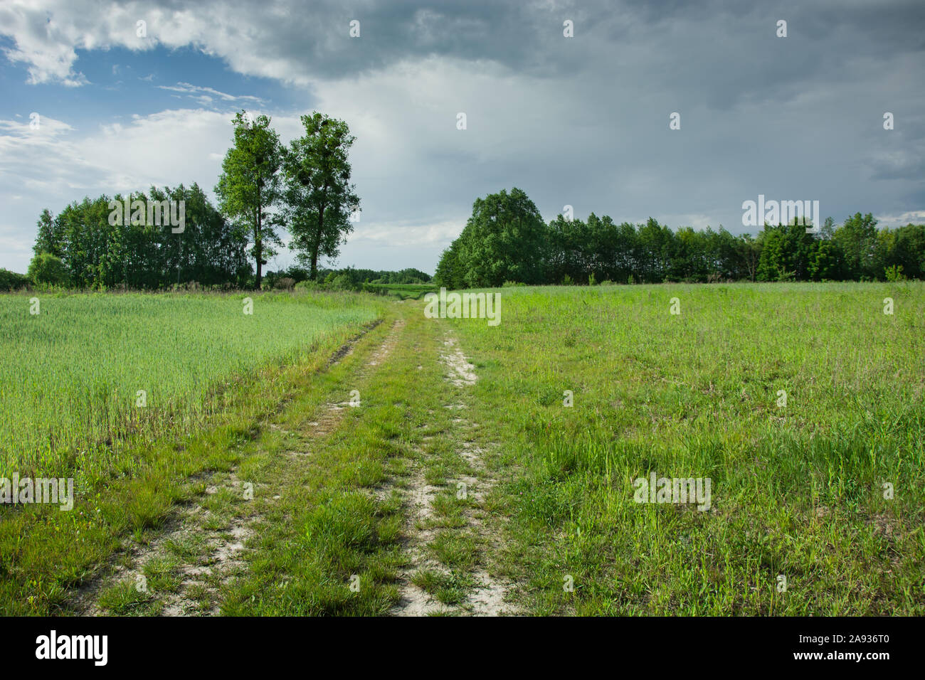 Ground road through fields, trees and gray clouds on the sky Stock ...