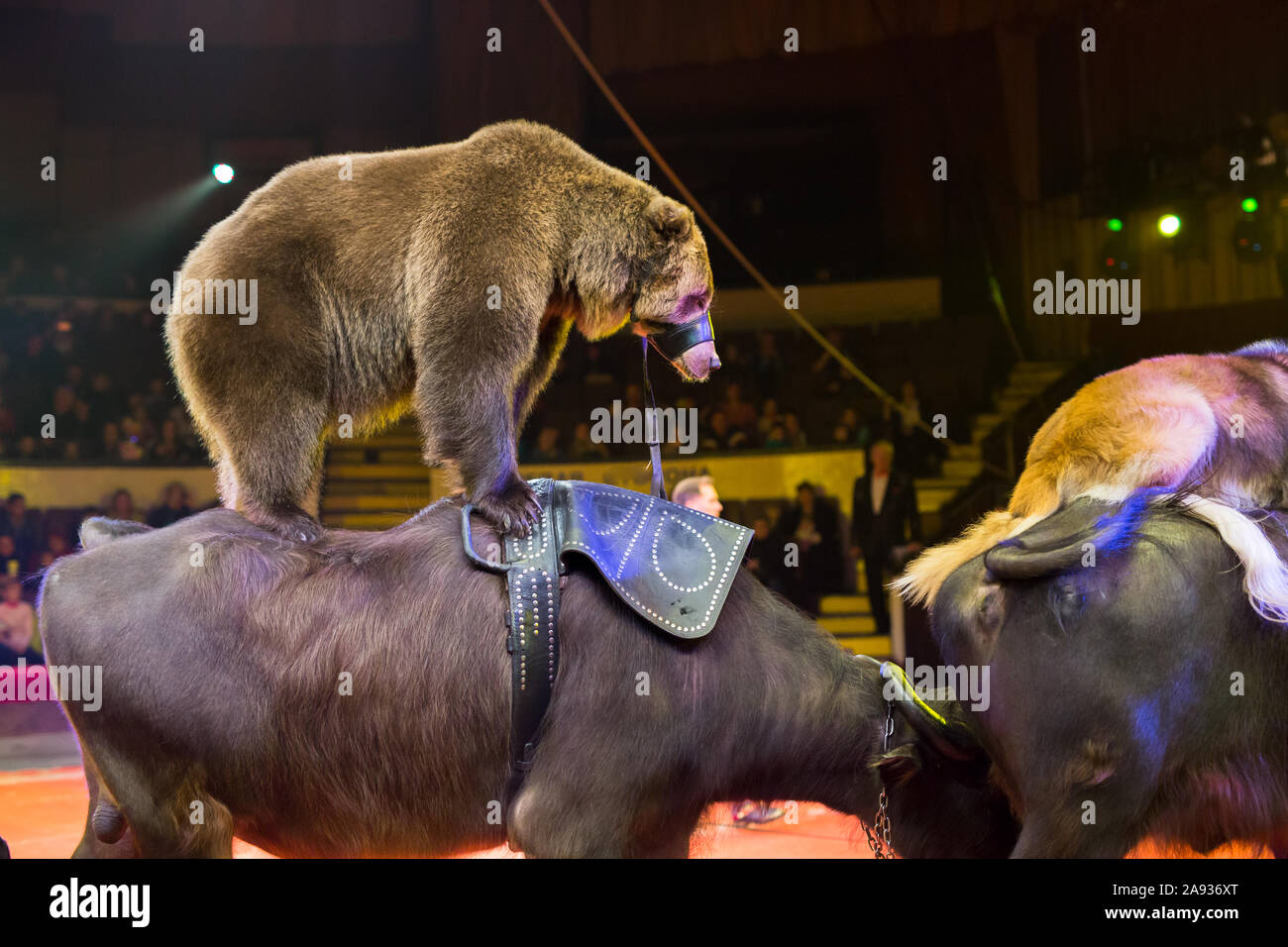 performance of brown bears buffalo in the circus arena Stock Photo - Alamy