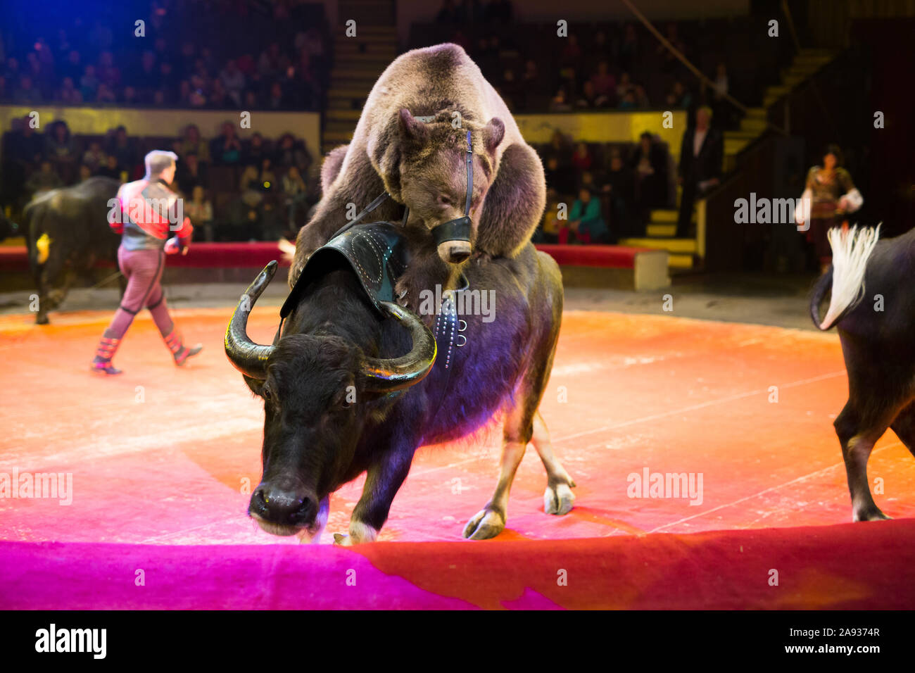 performance of brown bears buffalo in the circus arena Stock Photo - Alamy