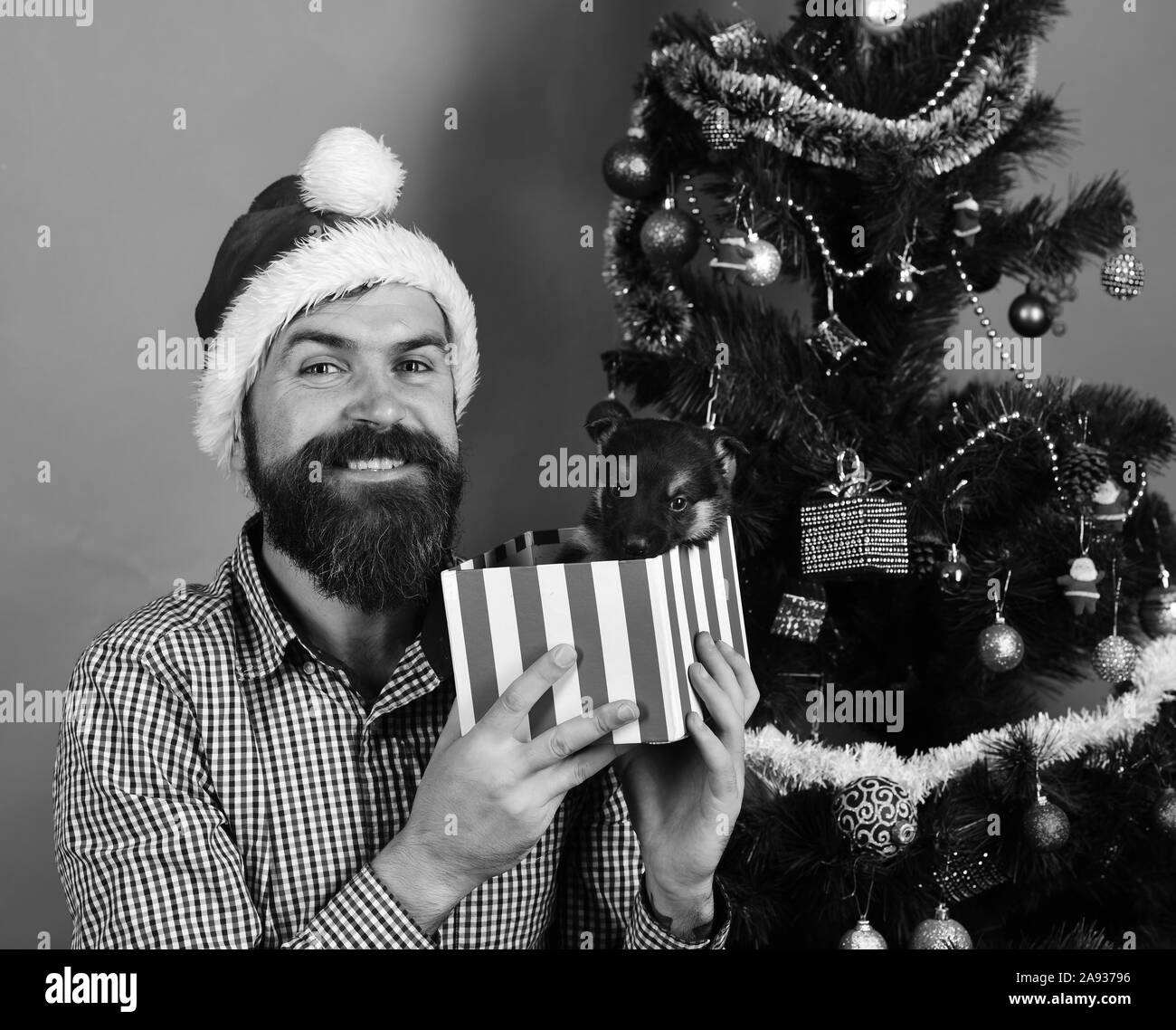 Man in xmas hat plays with puppy. Guy with happy face unpacks tiny ...