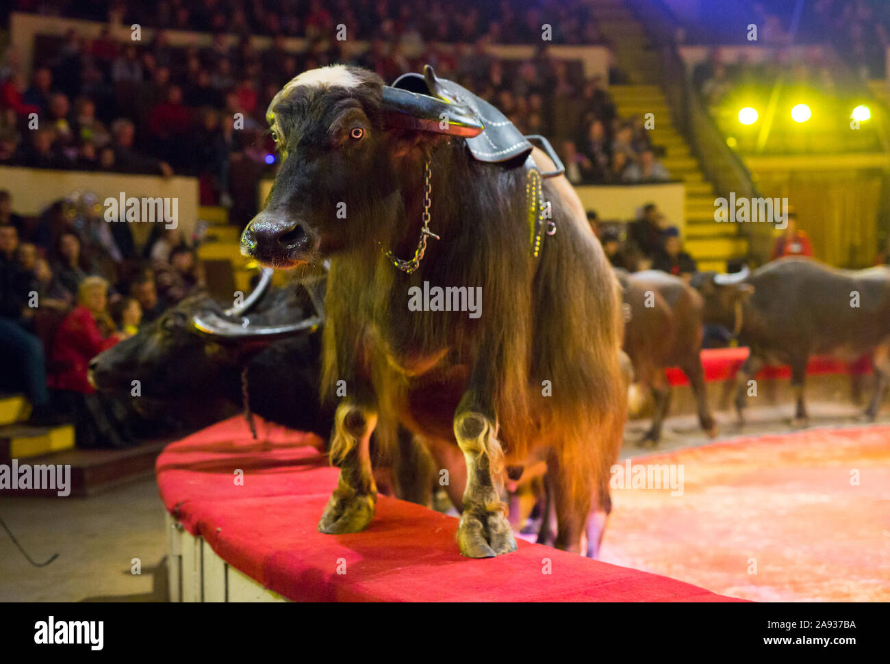 performance of brown bears buffalo in the circus arena Stock Photo - Alamy