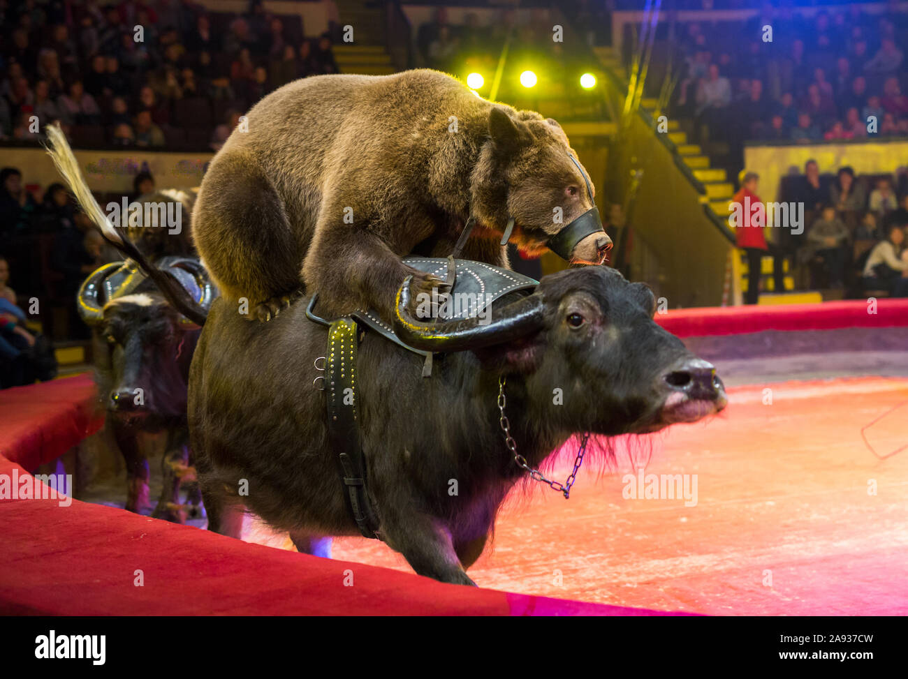performance of brown bears buffalo in the circus arena Stock Photo - Alamy
