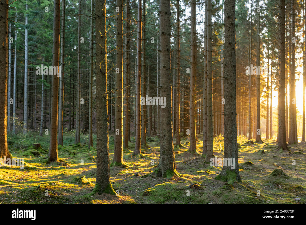 Forest environment hi-res stock photography and images - Alamy